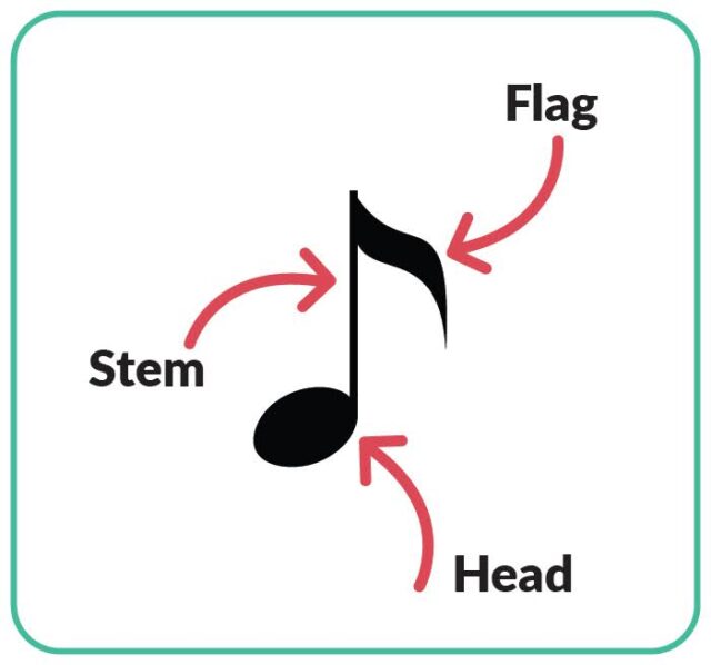 Learn quarter, half, and whole notes easily | Skoove